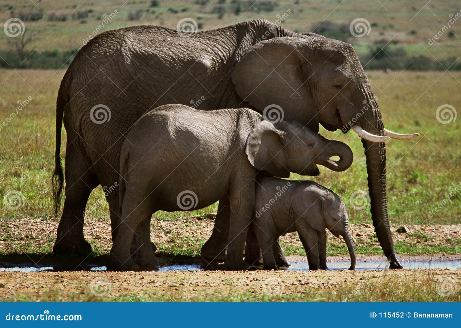 Elephants Royalty-Free Stock Photo | CartoonDealer.com #47479353
