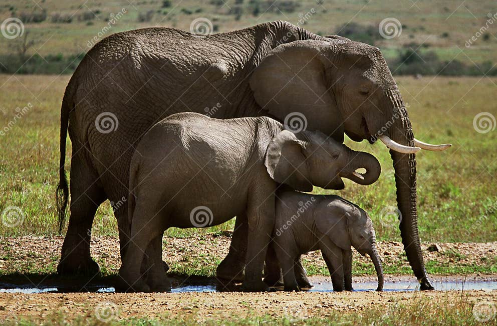 Three elephants stock photo. Image of water, grass, tusks - 115452
