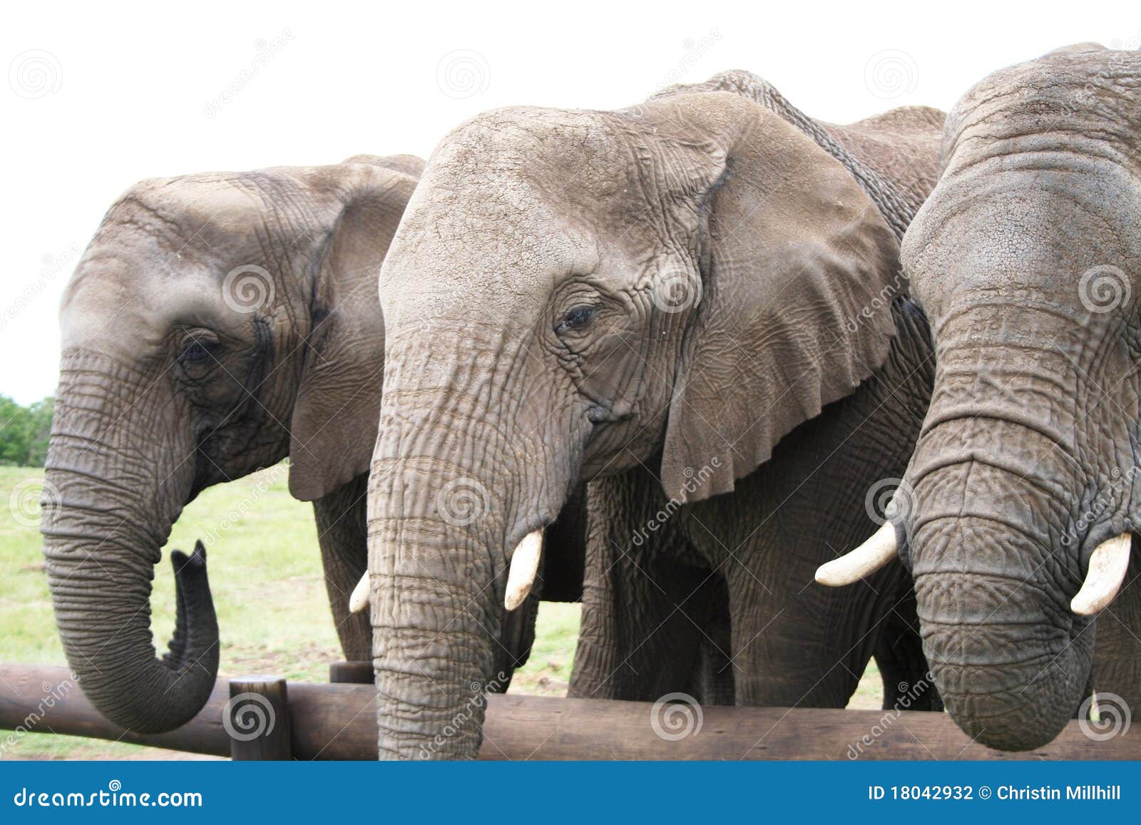 Three Elephants stock photo. Image of elephant, heads - 18042932