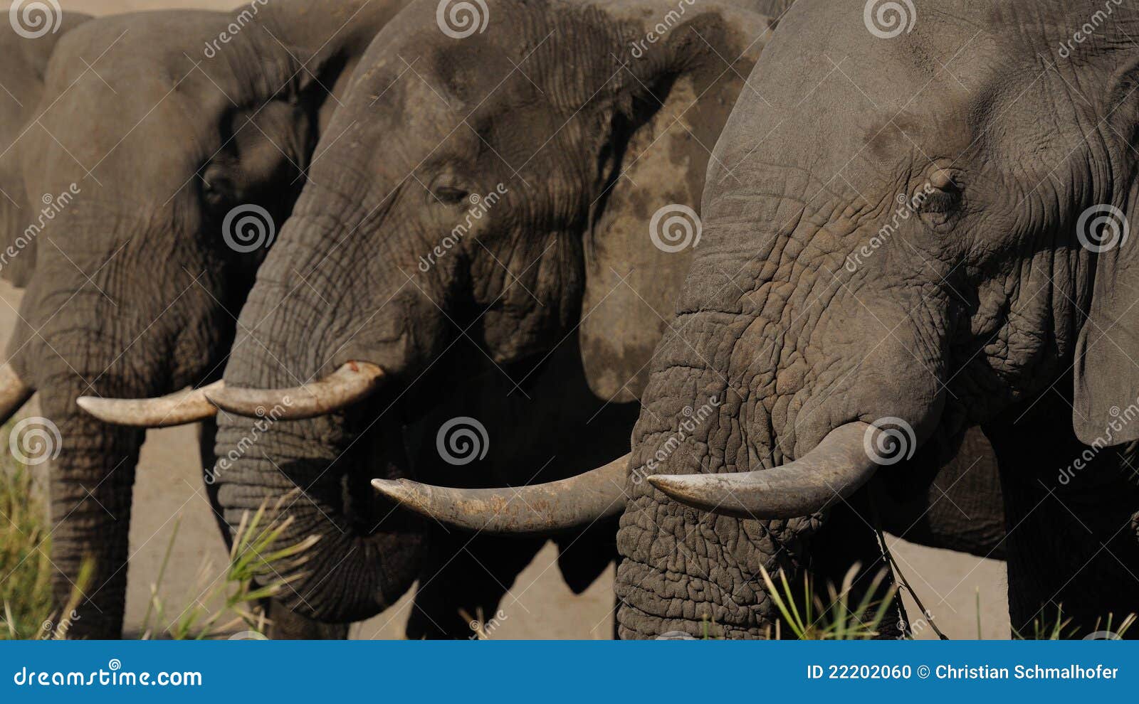 Three Elephants stock photo. Image of wildlife, animals - 22202060