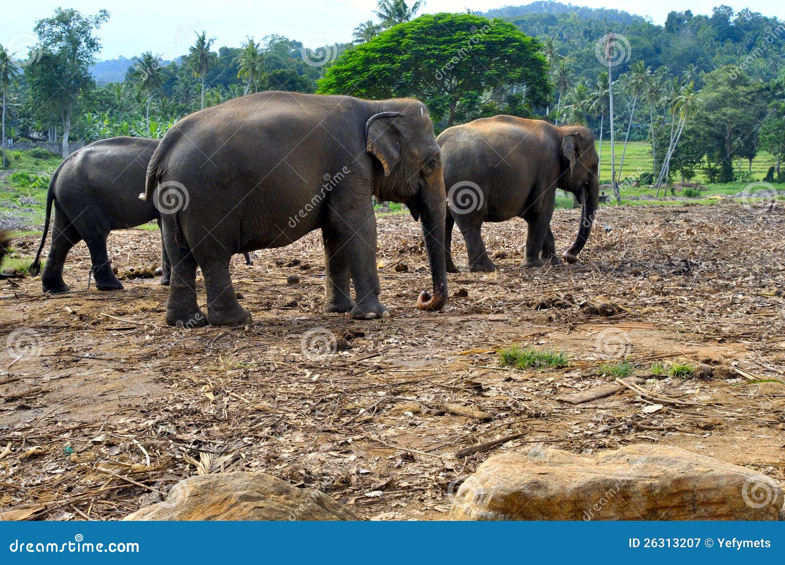 Three elephants stock image. Image of wild, vast, elephant - 26313207