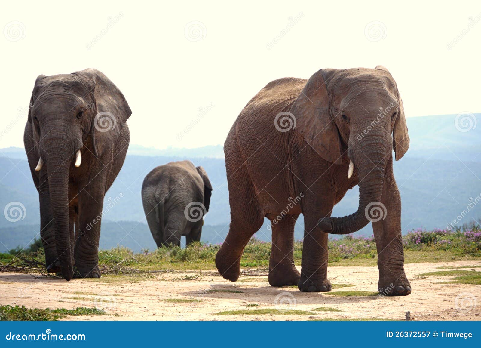 Three elephants stock image. Image of tusk, addo, safari - 26372557