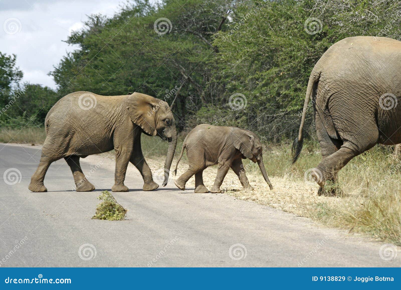 Three elephants stock image. Image of family, gentle, pachyderm - 9138829