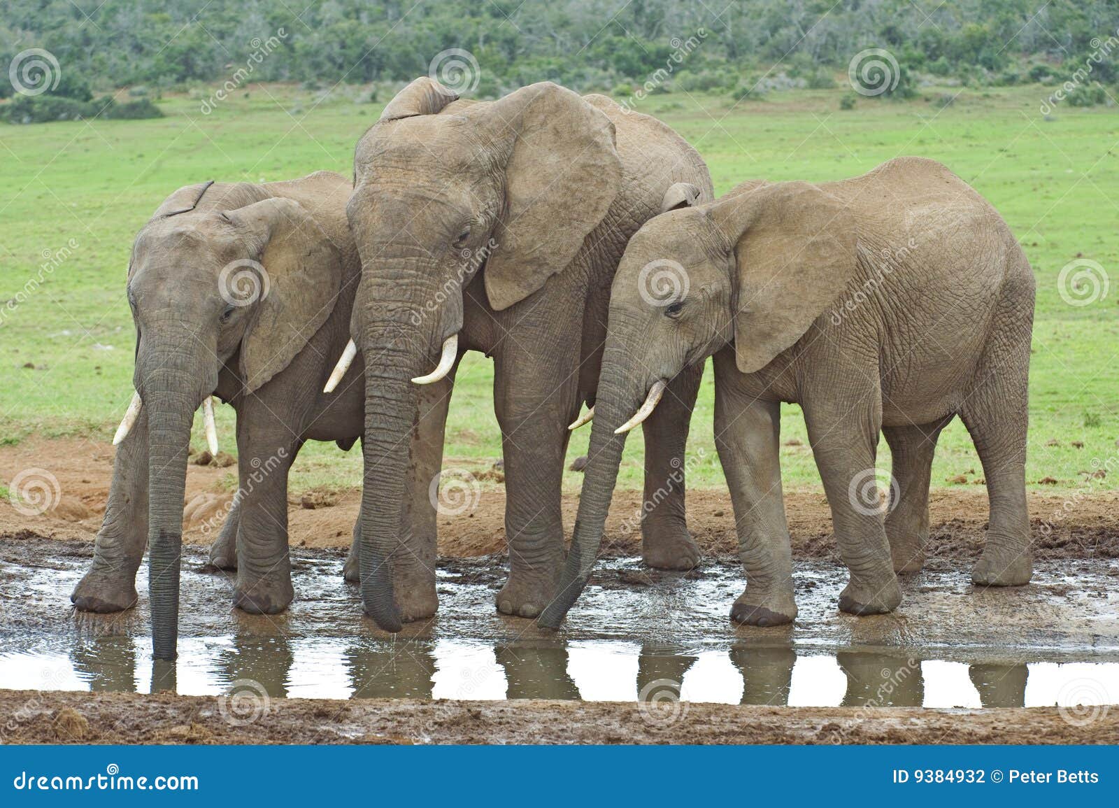 Three Elephants stock photo. Image of nature, trunk, reflection - 9384932