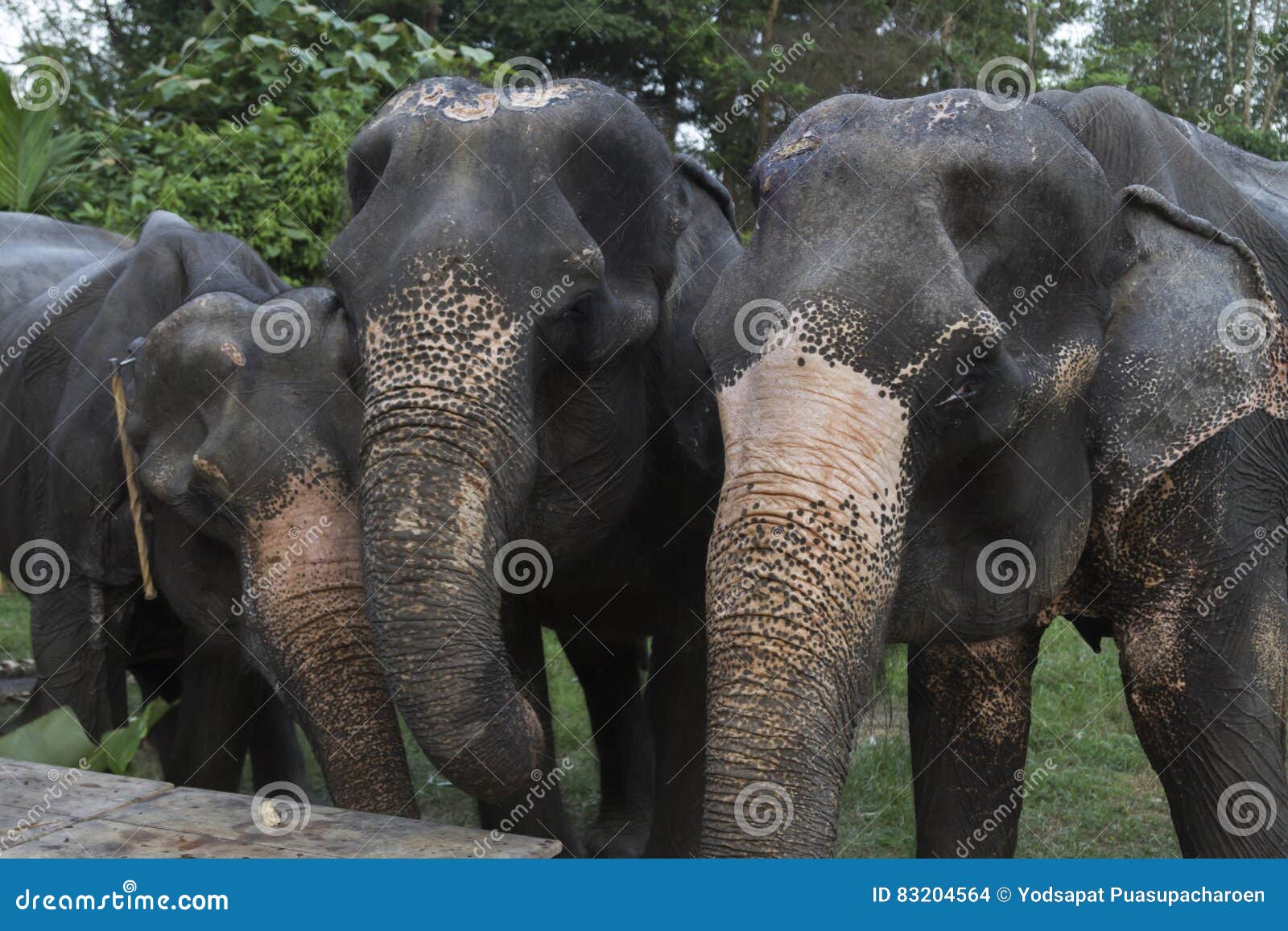 Three elephants stock photo. Image of tourism, happy - 83204564