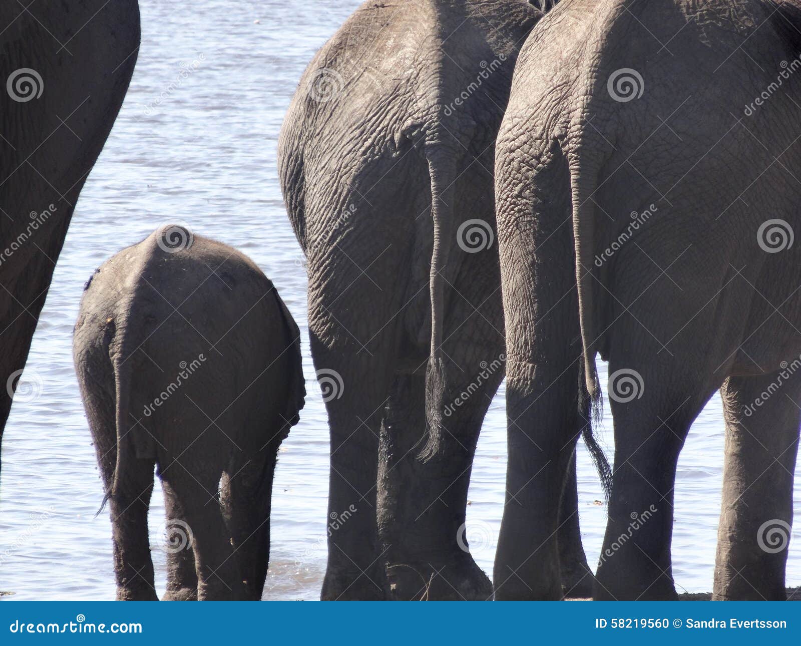 Three Elephants from the Back Stock Photo - Image of elephants, water ...