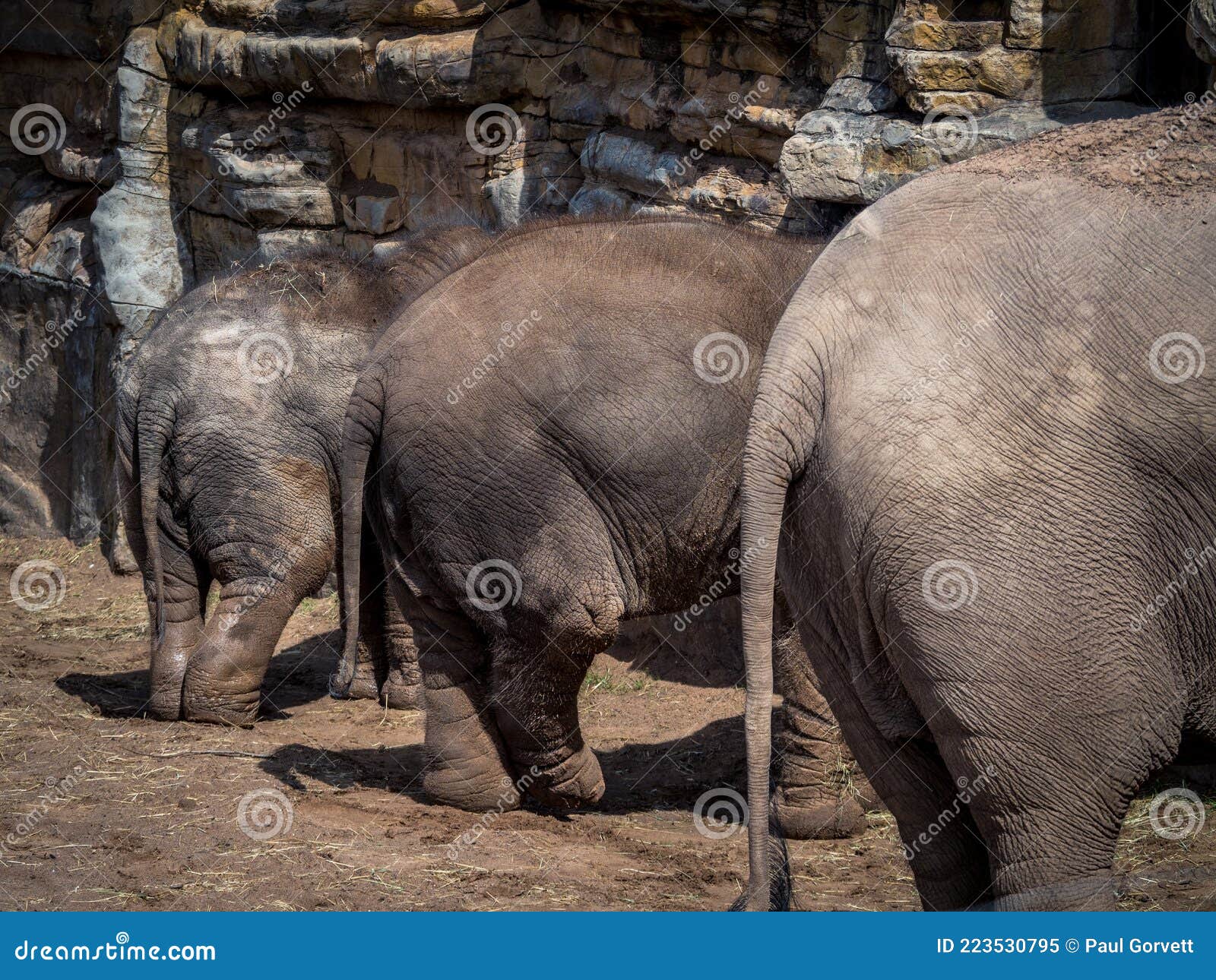 Three Elephants Bottoms in a Row Stock Image - Image of amusing, tusk ...