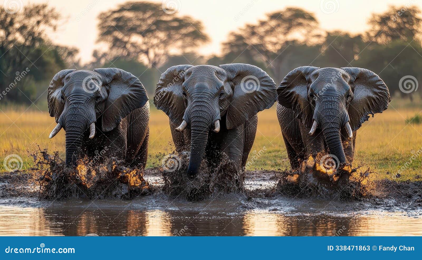 Three Elephants In The Jungle At Sunset Stock Photography ...