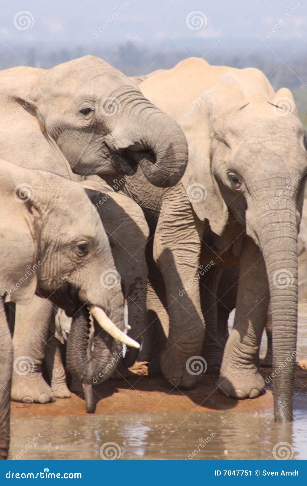Three Elephants Close Up Drinking Stock Image - Image of elephants ...