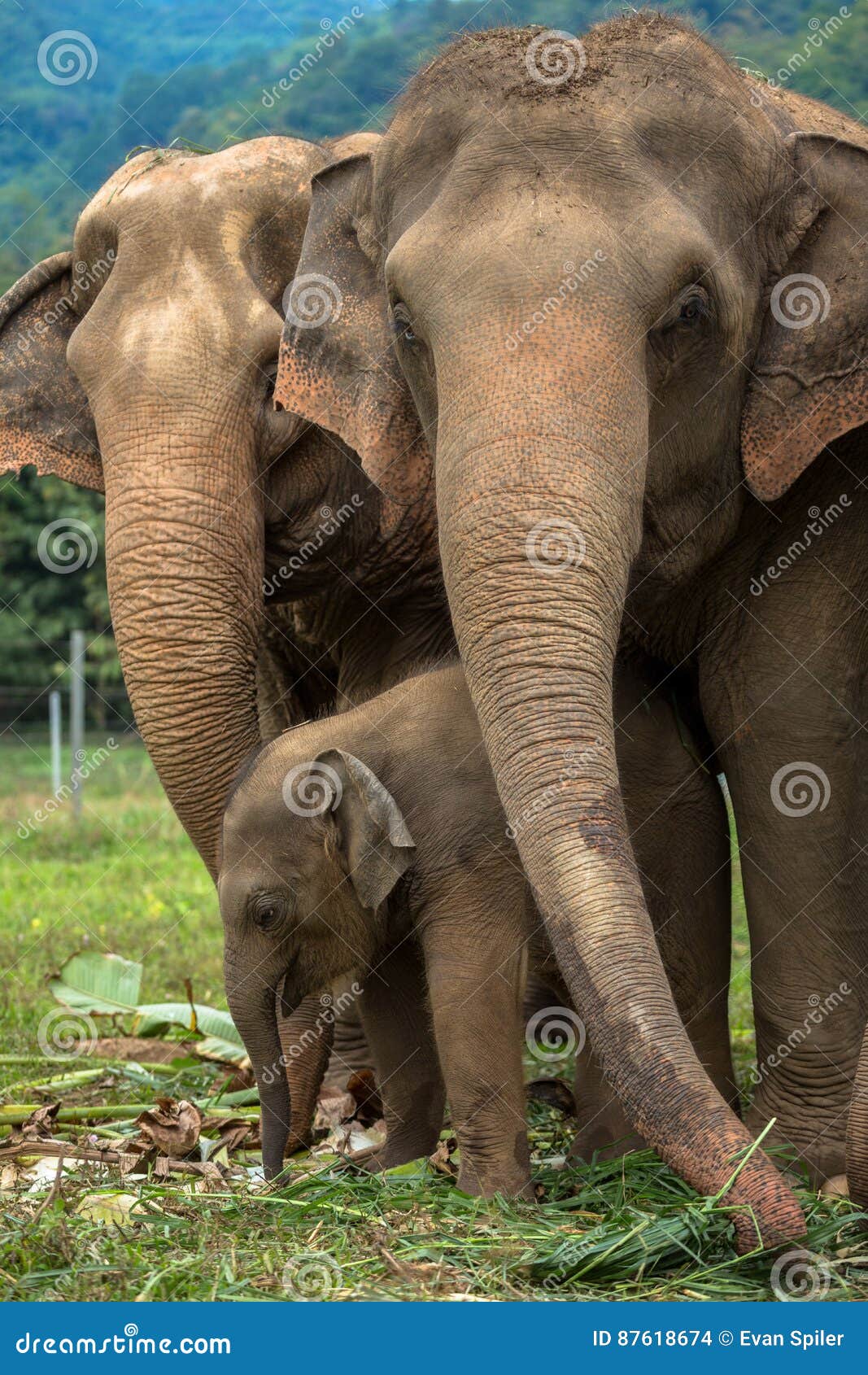 Three Elephants. Beautiful Architecture Royalty-Free Stock Photo ...