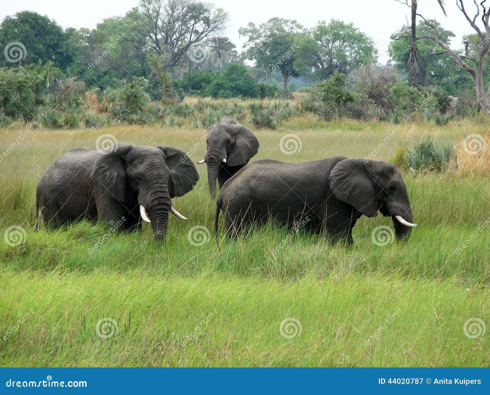 Three Elephants. Beautiful Architecture Royalty-Free Stock Photo ...