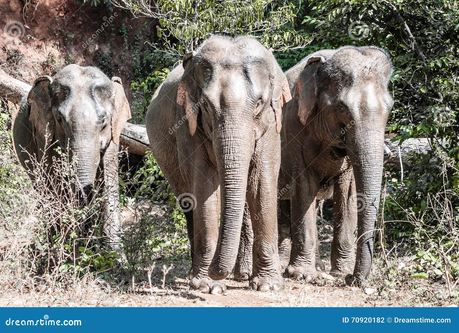 Three elephants stock photo. Image of indian, animalia - 70920182