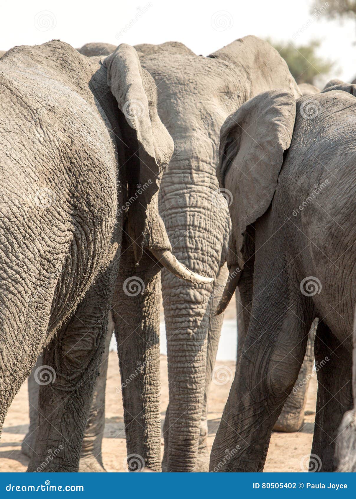 Three Elephants Standing As If in Conversation Stock Photo - Image of ...