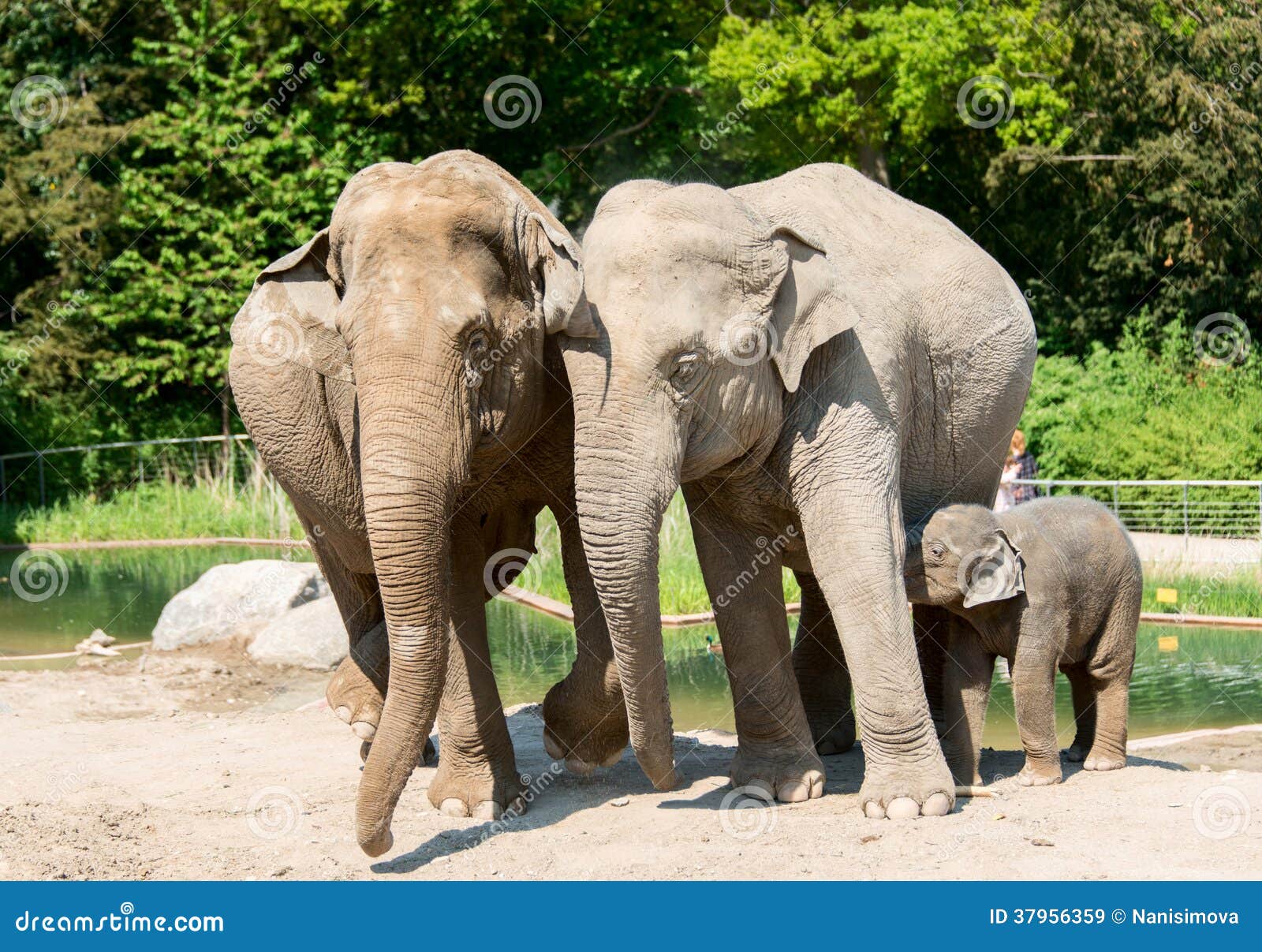 Three elephants in zoo stock image. Image of nature, together - 37956359