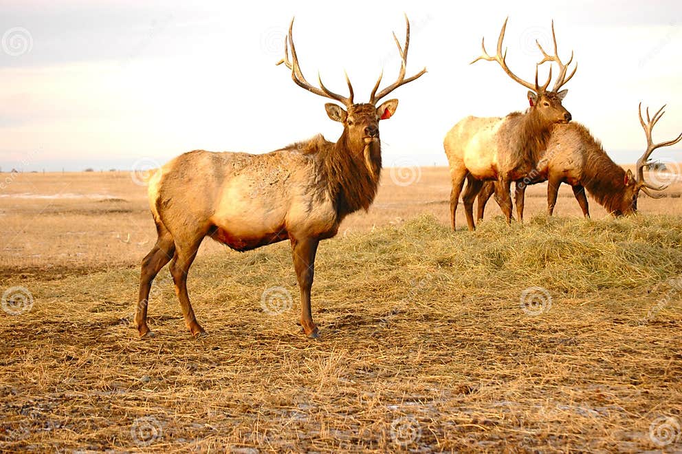 Three Elk stock image. Image of stag, pixart, prairie, hunt - 463233