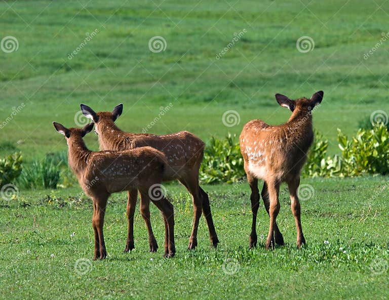 Three Elk Fawns stock image. Image of grass, cute, preserve - 25855207
