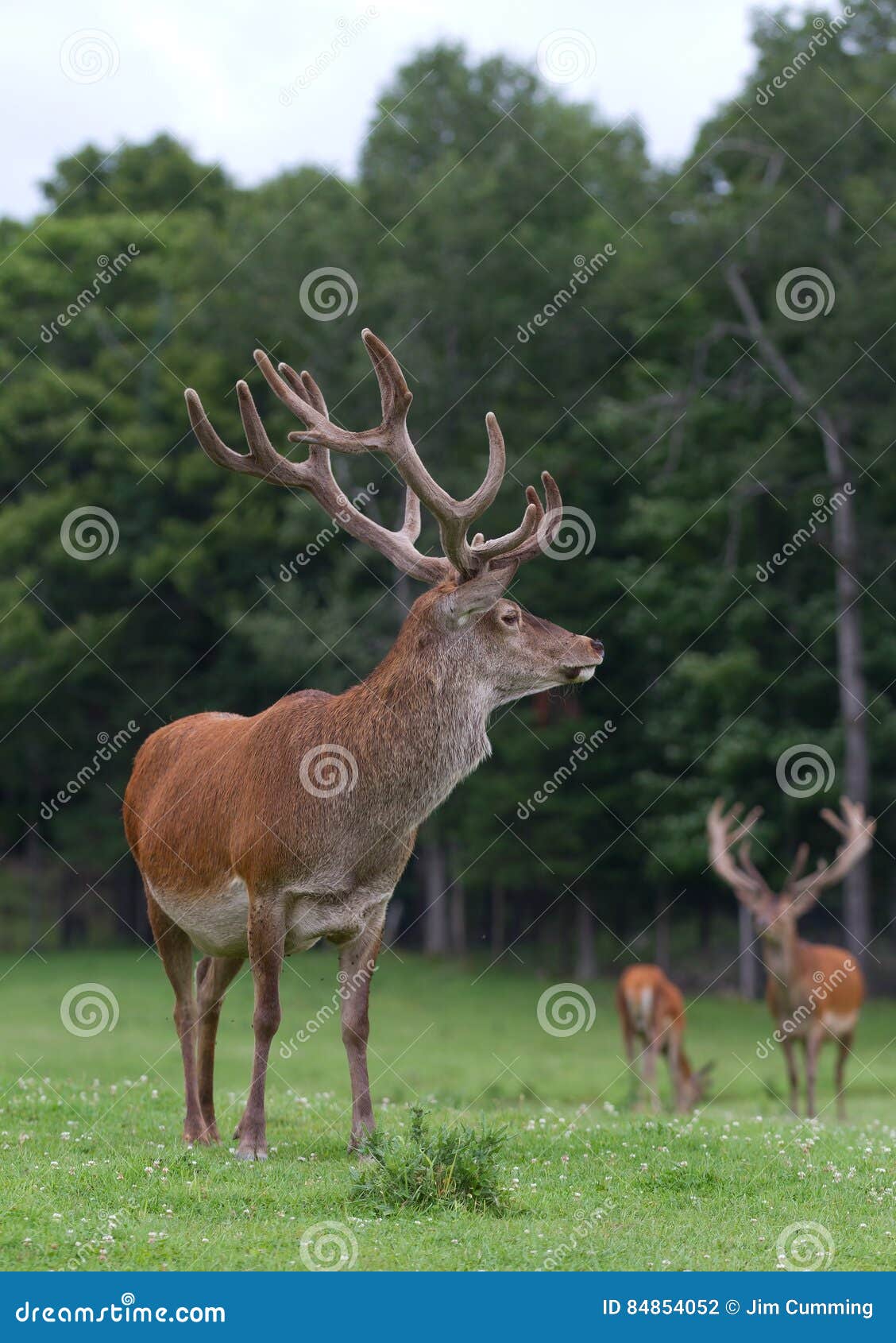 Three Elk grazing stock photo. Image of mammal, wildlife - 84854052