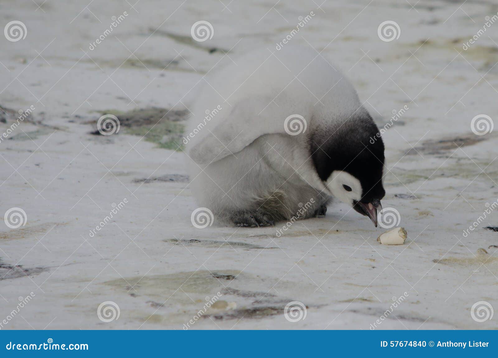 Three Emperor Penguin Chick Pecking Stock Photo - Image of chicks ...