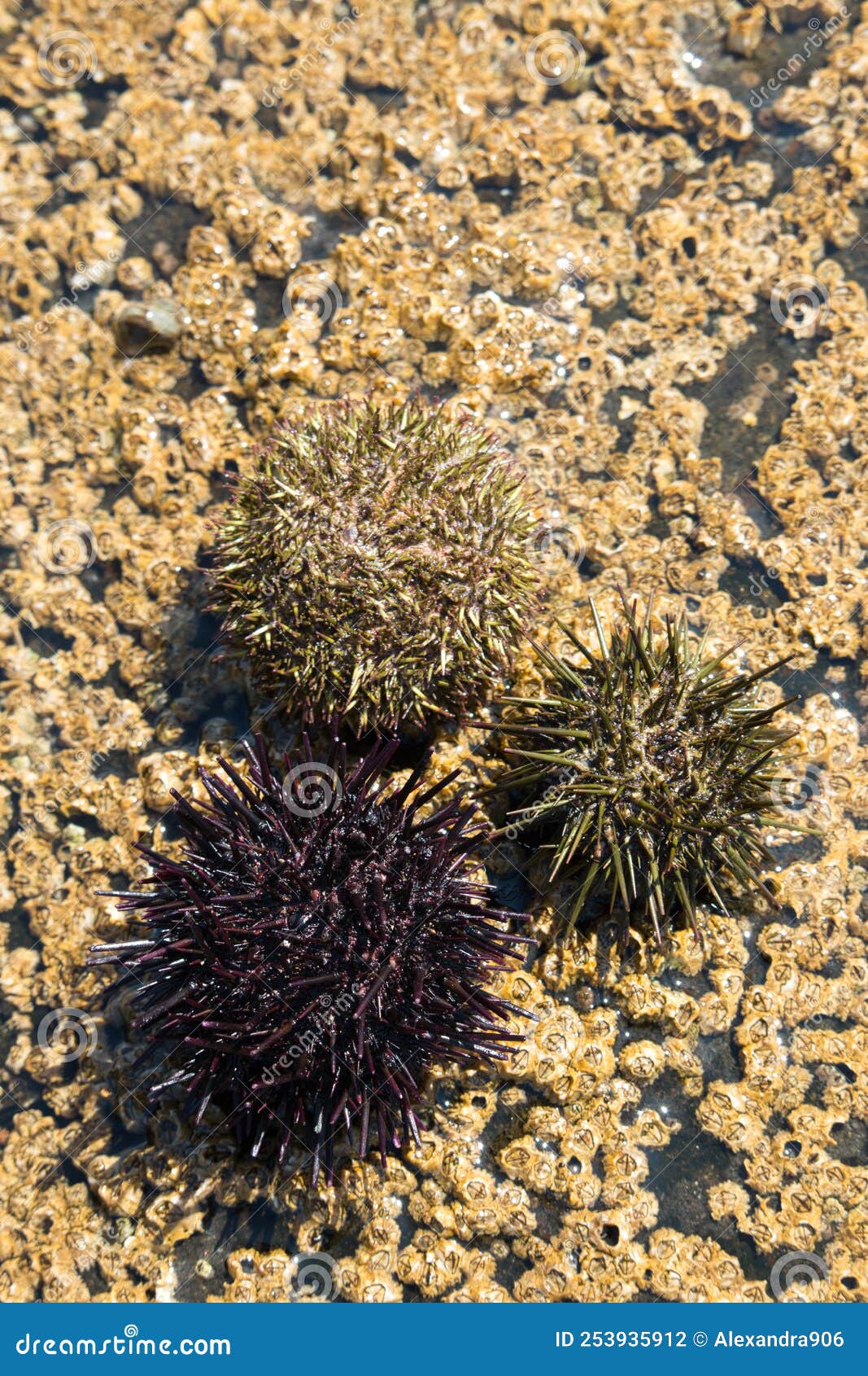 Barnacles On Rock - Shellfish On The Rocks / Dry Shellfish Dead On The ...