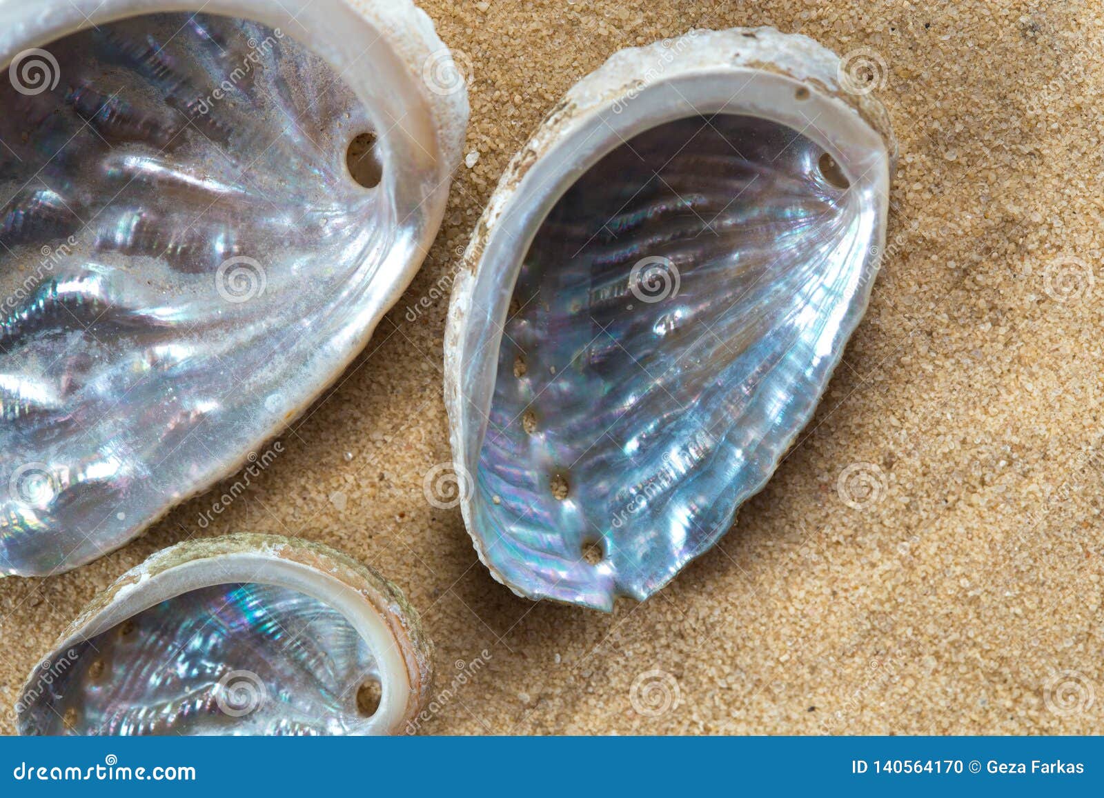 Empty Shells of Green Ormer, Haliotis Tuberculata, Sea Snail on the ...