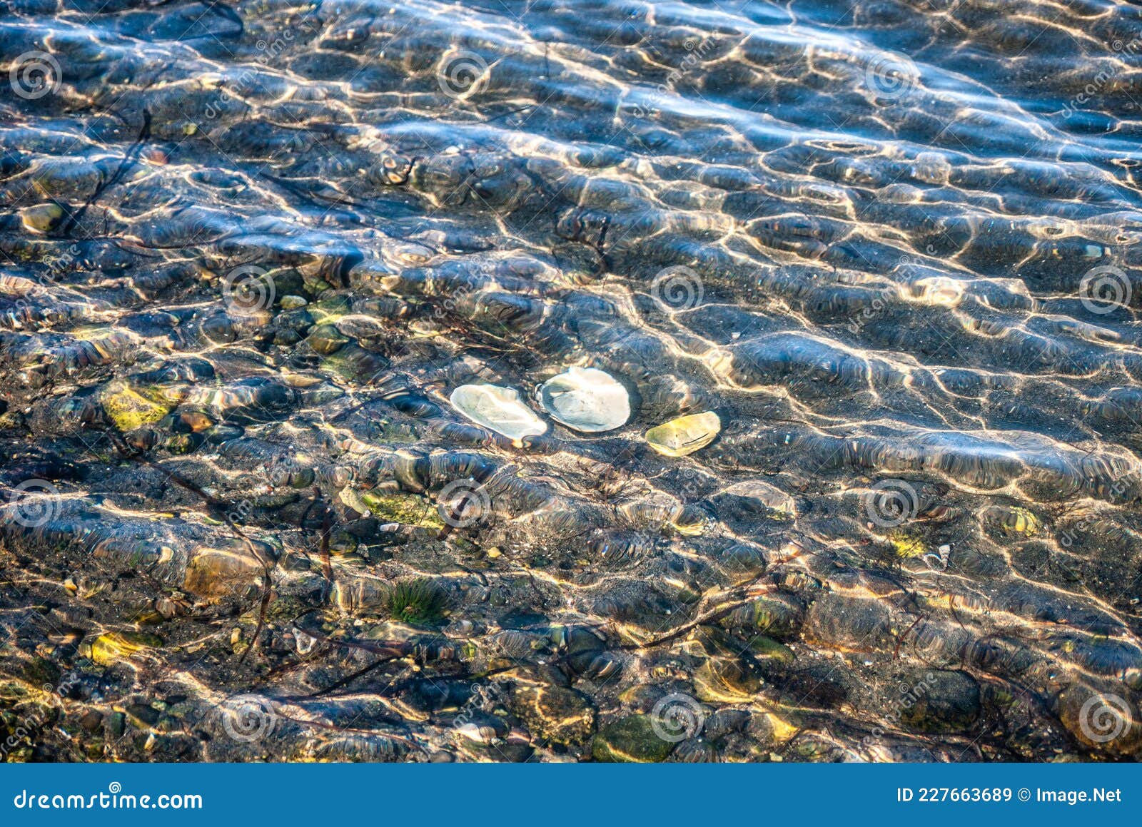 Three Empty Shells in Pacific Ocean Bay in Sun Rays Stock Image - Image ...