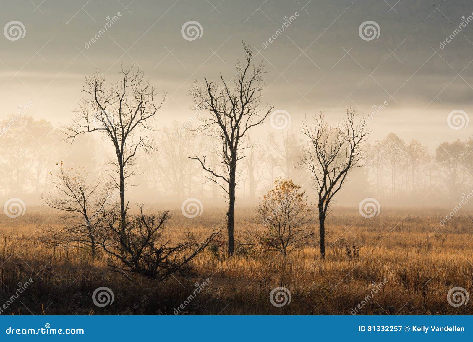 Three Empty Trees in Fall stock image. Image of national - 81332257