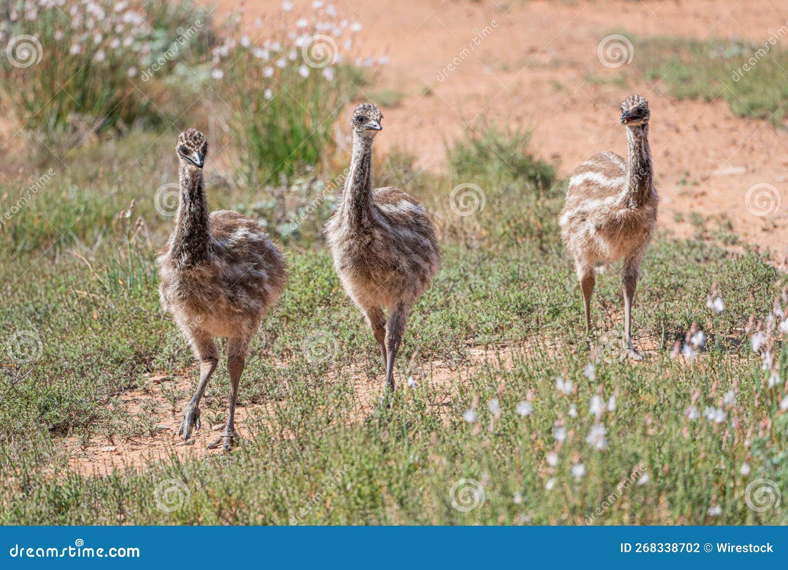 Three Emu Chicks in the Green Field Under the Sun Light. Stock Photo ...