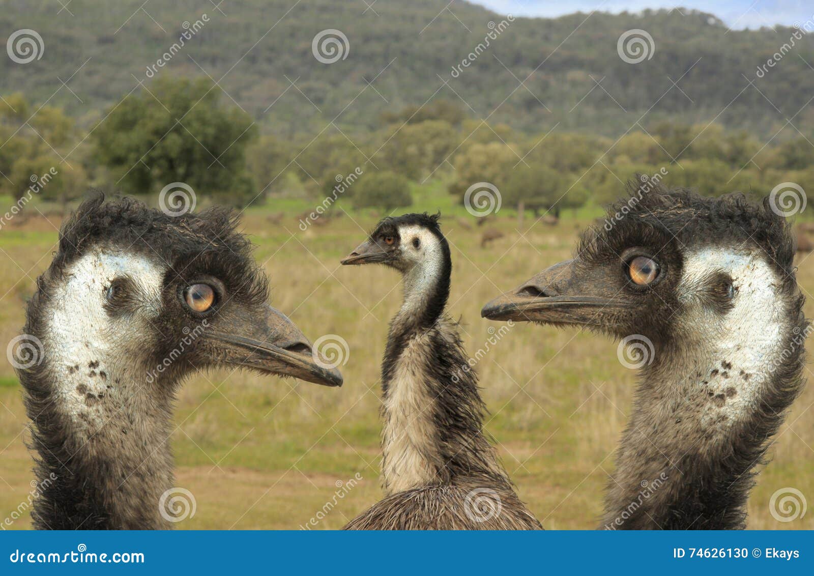 Three emues stock photo. Image of outdoors, nature, looking - 74626130