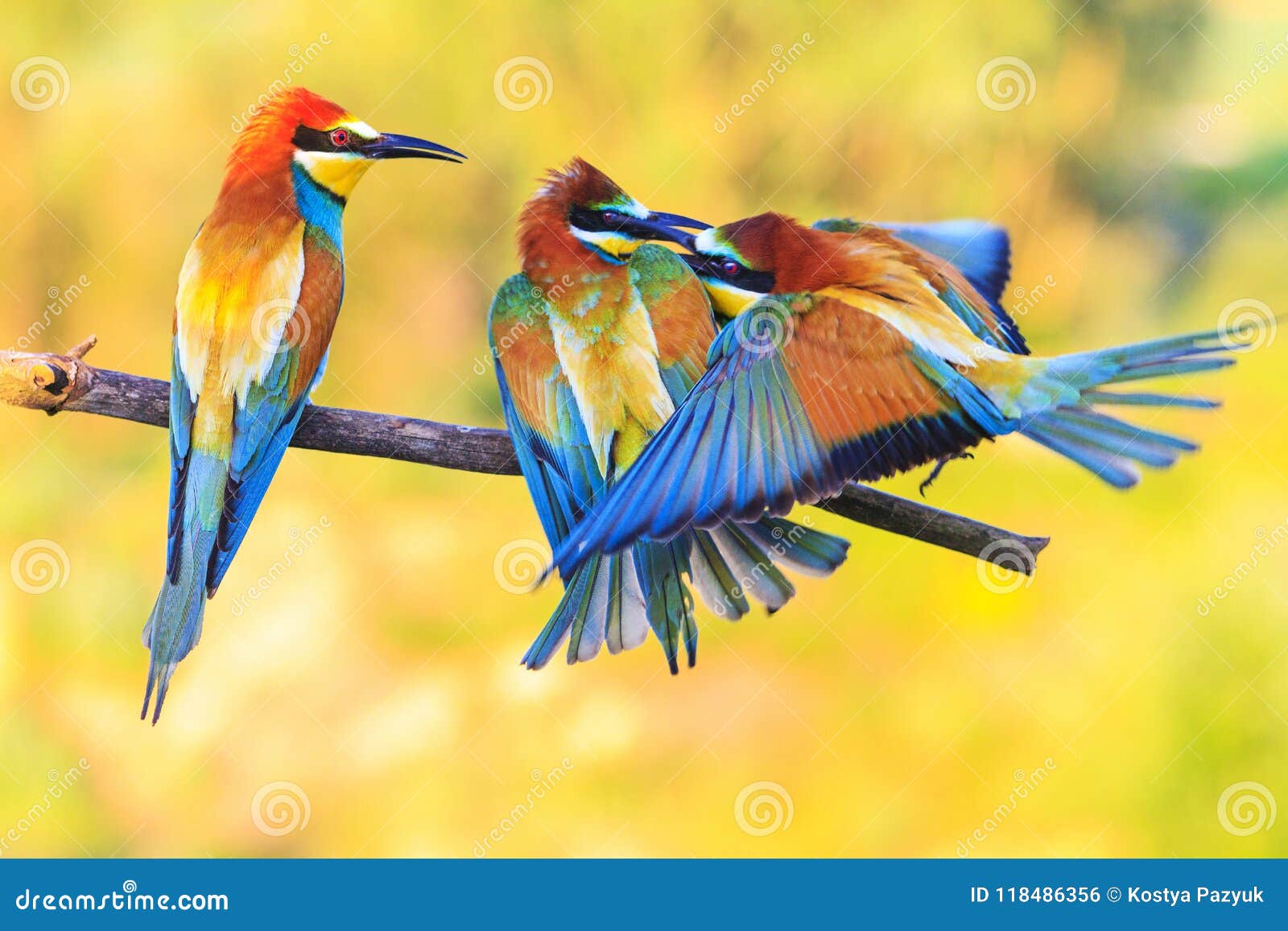 Three Exotic Colored Birds Biting on the Branch Stock Photo - Image of ...