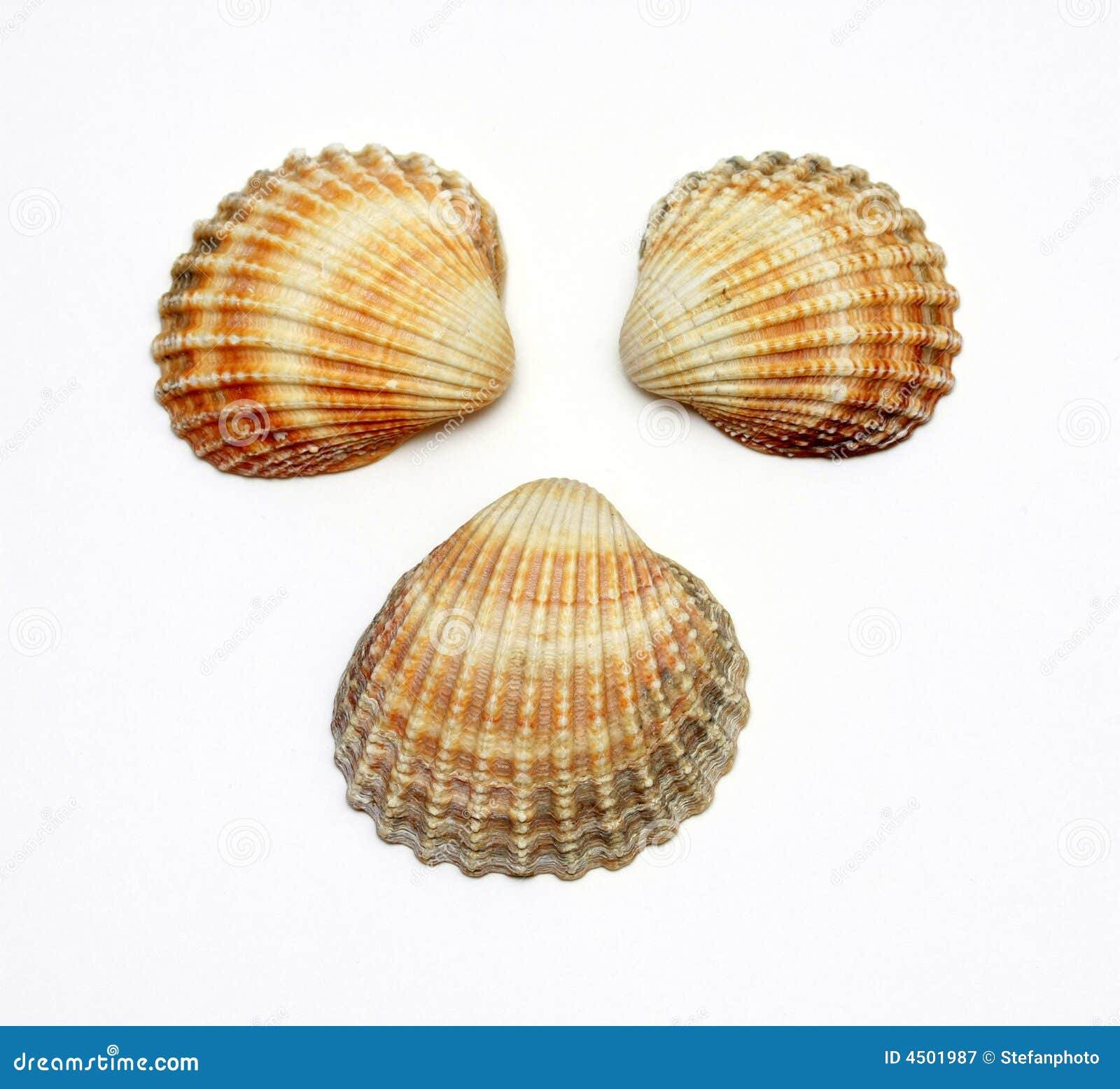 1,402 Three Seashell Stock Photos - Free & Royalty-Free Stock Photos ...