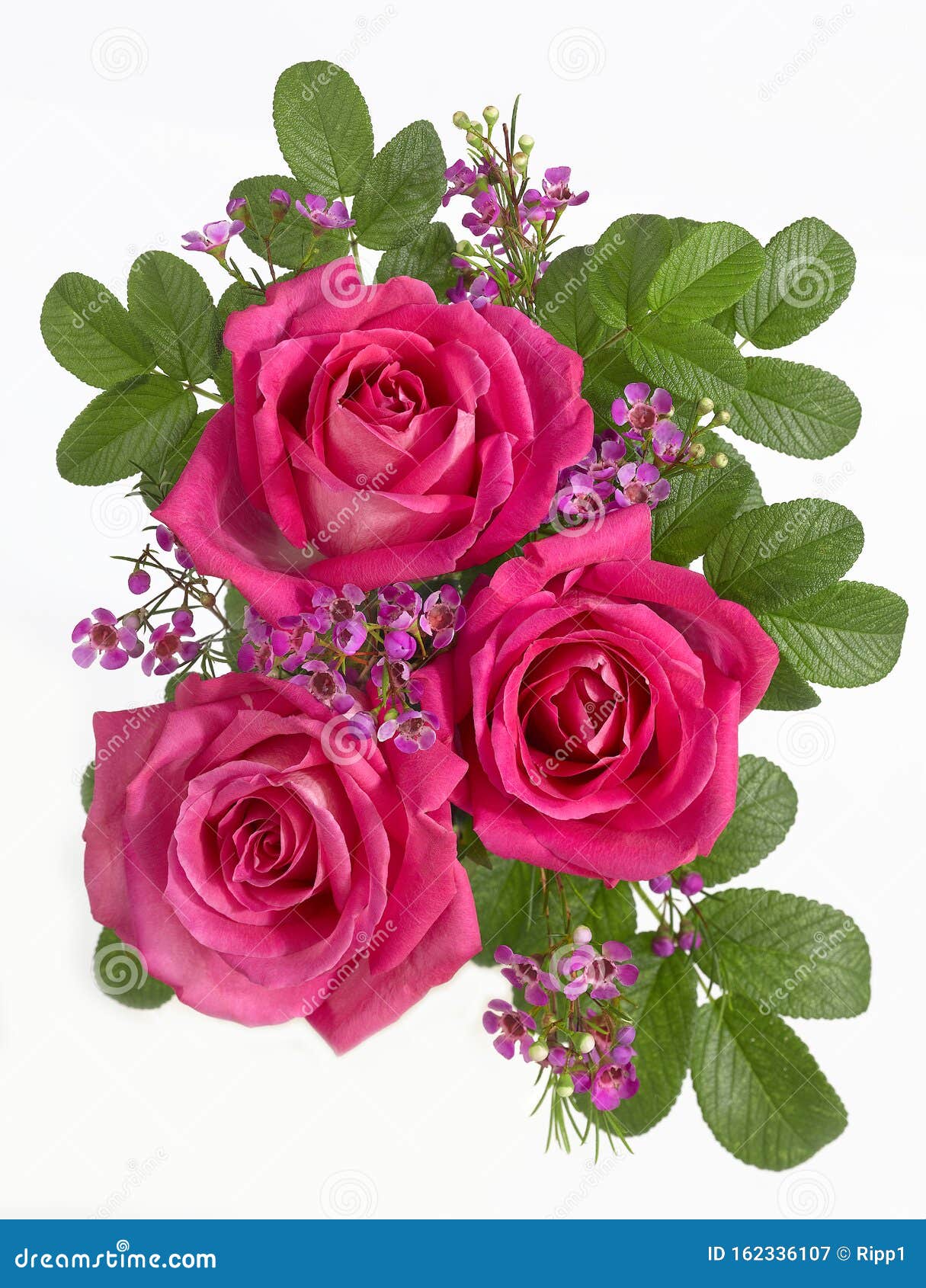 Three Exquisite Crimson Roses on a White Background 22400 Stock Image ...