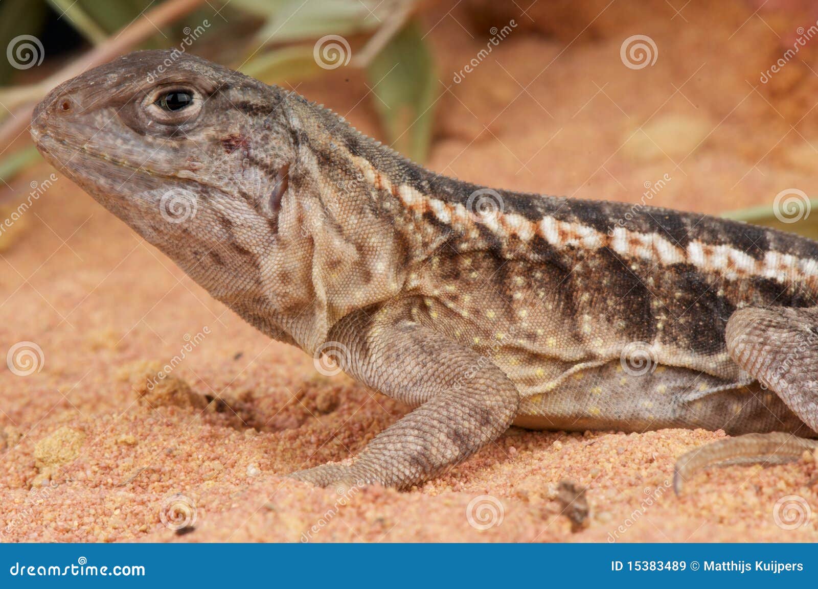 Three-eyed lizard stock image. Image of diurnal, oplurus - 15383489