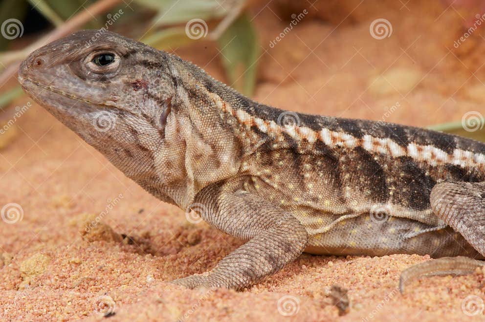 Three-eyed lizard stock image. Image of diurnal, oplurus - 15383489