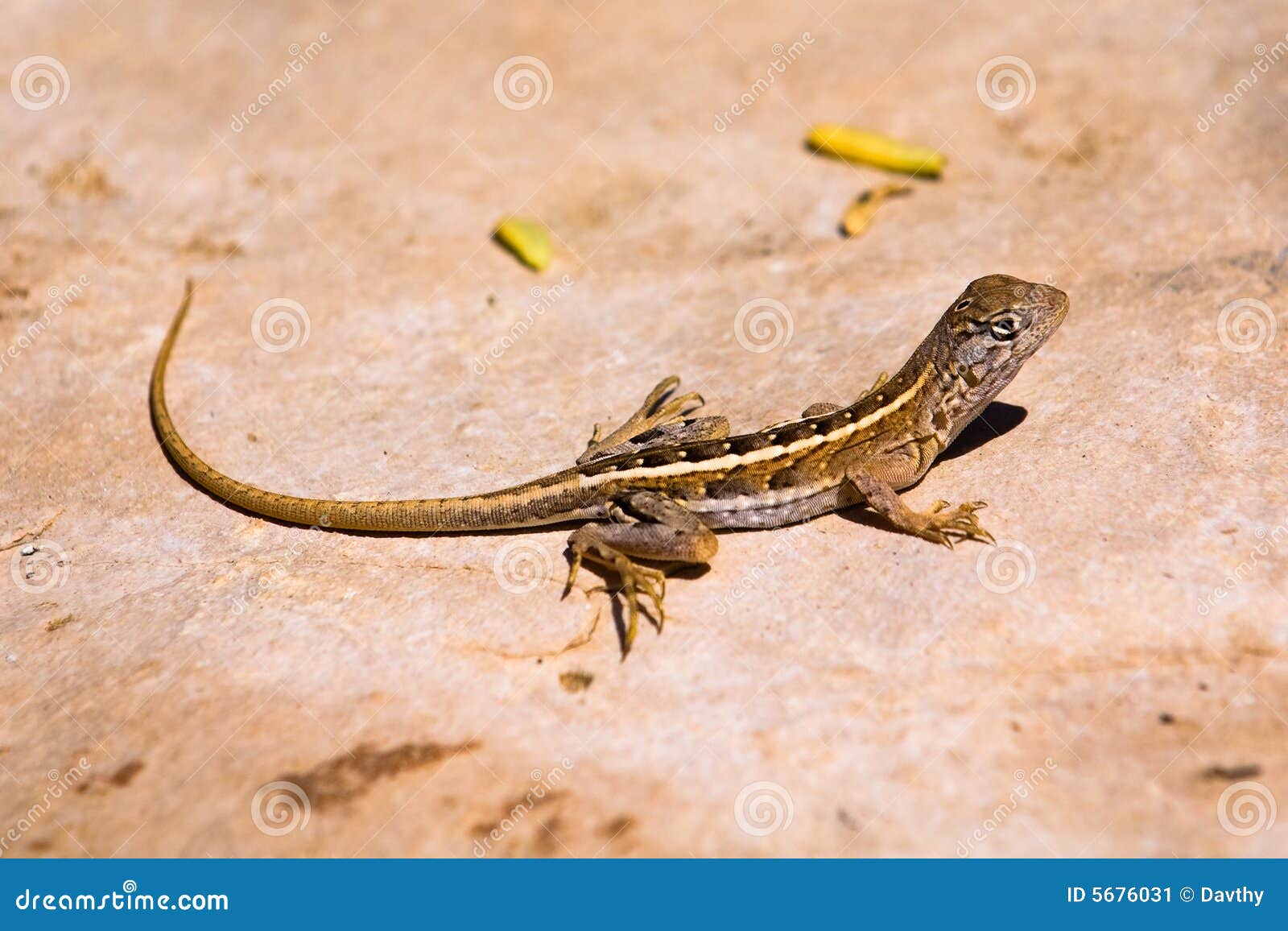 Three-eyed Lizard stock image. Image of foot, nature, head - 5676031