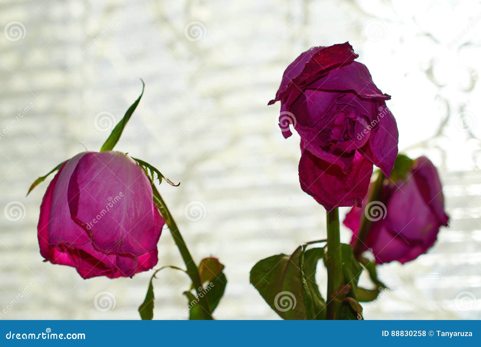 Three Faded Red Roses on Light Background Stock Photo - Image of ...