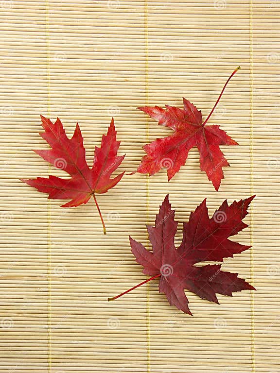 Three fall leaves stock photo. Image of abstraction, beautiful - 286746