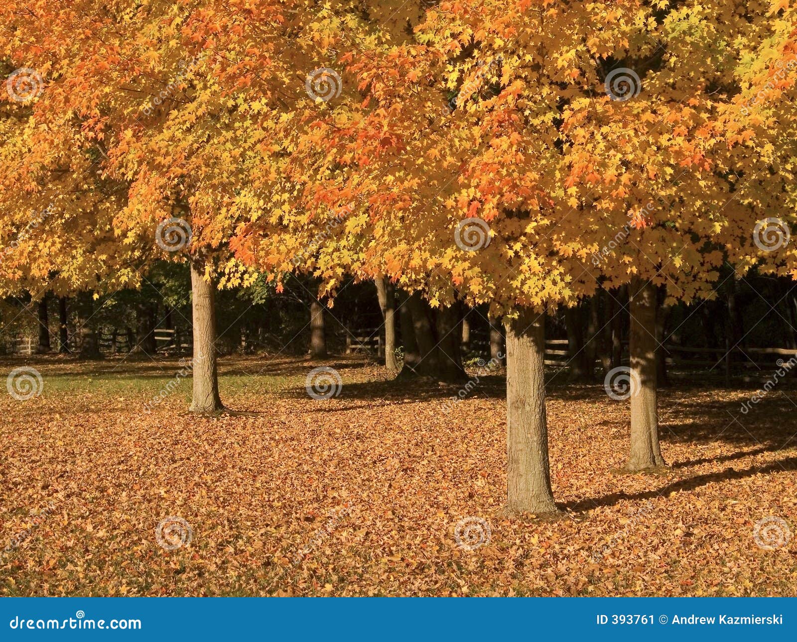 Three Fall Trees stock image. Image of color, nature, forest - 393761