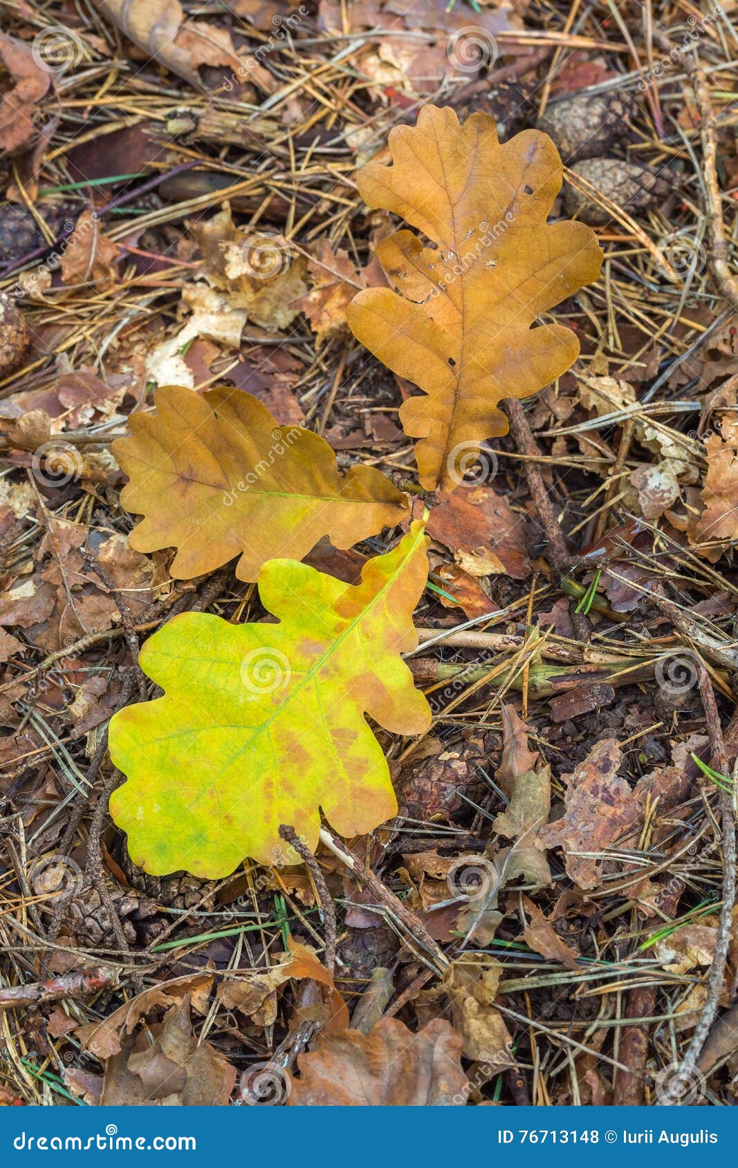 Three of Fallen Oak Leaf on Forest Floor. Stock Photo - Image of nature ...