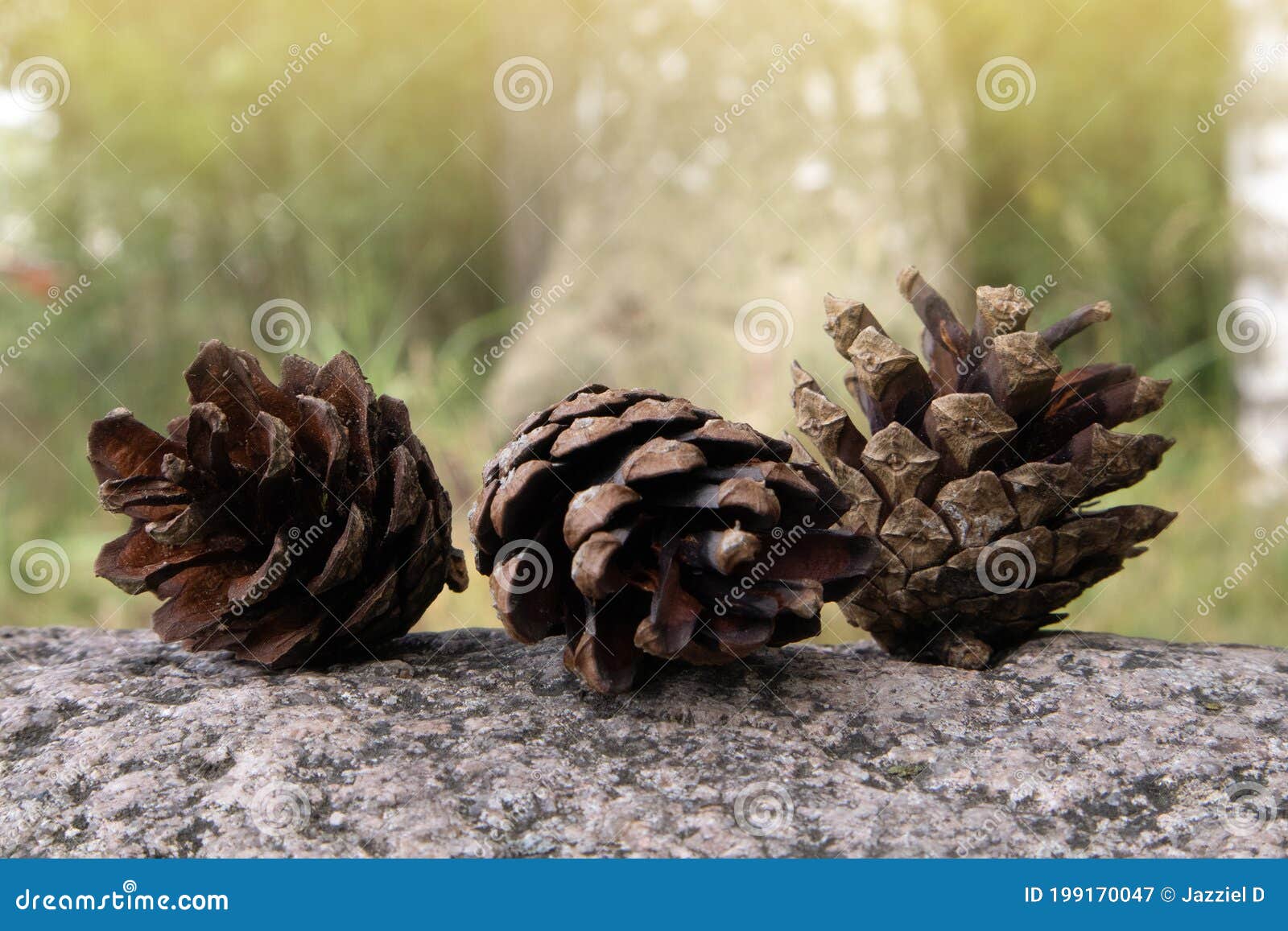Three Fallen Opened Ripe Pine Cones Lying on the Granite Boulder Stock ...