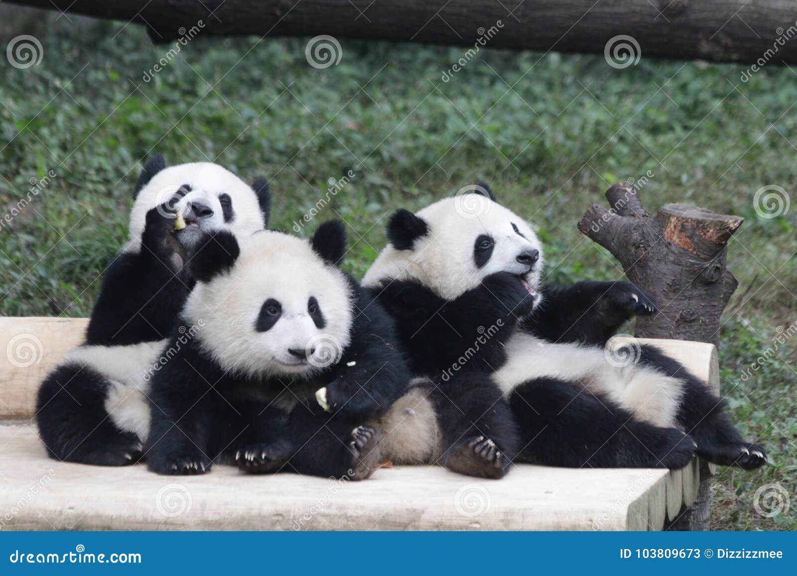 3 Playful Panda Cubs in Chongqing, China Stock Image - Image of eating ...