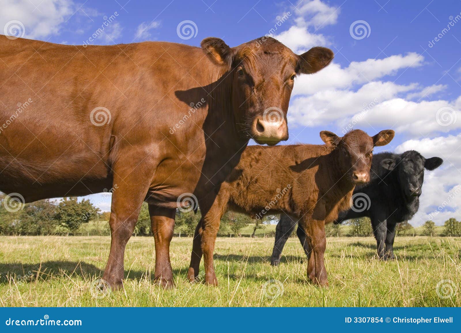 Three farm cows in a line stock photo. Image of dairy - 3307854