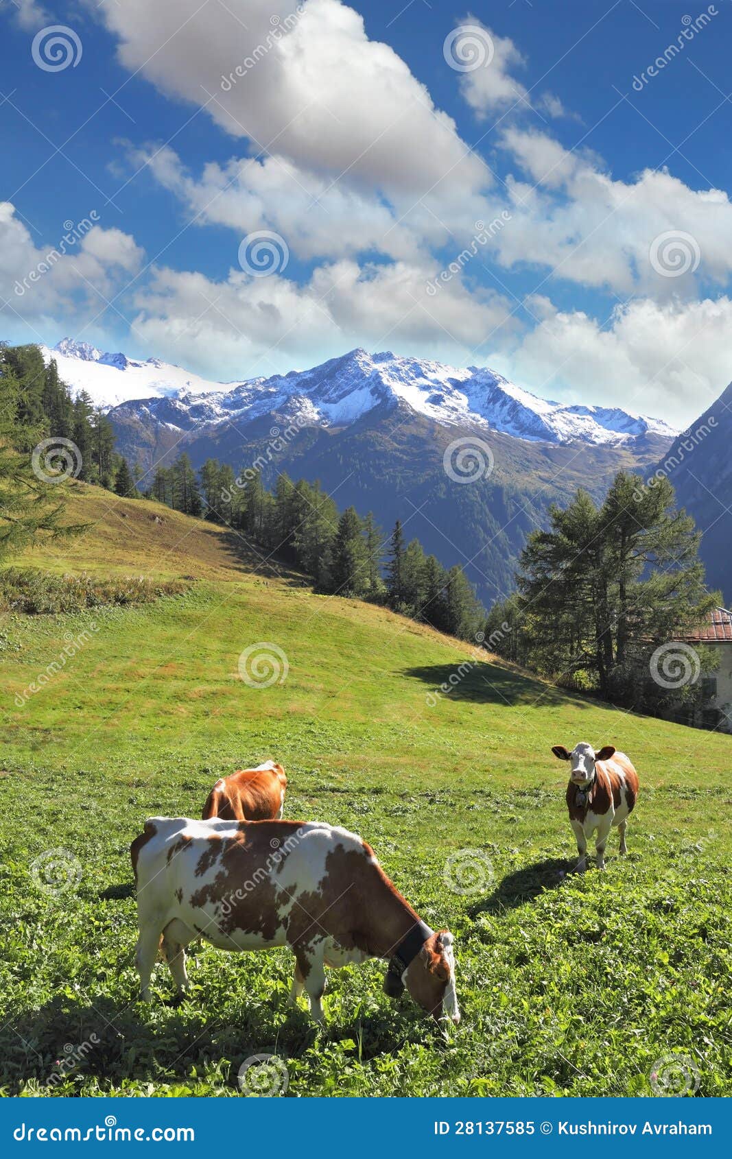 Three Fat Cows Grazing on Green Alpine Meadow Stock Image - Image of ...