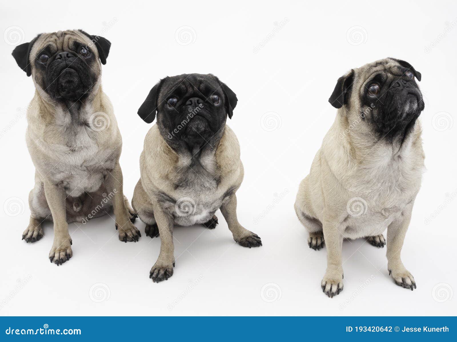 Three Pugs on a White Background. Stock Photo - Image of pugs, canine ...