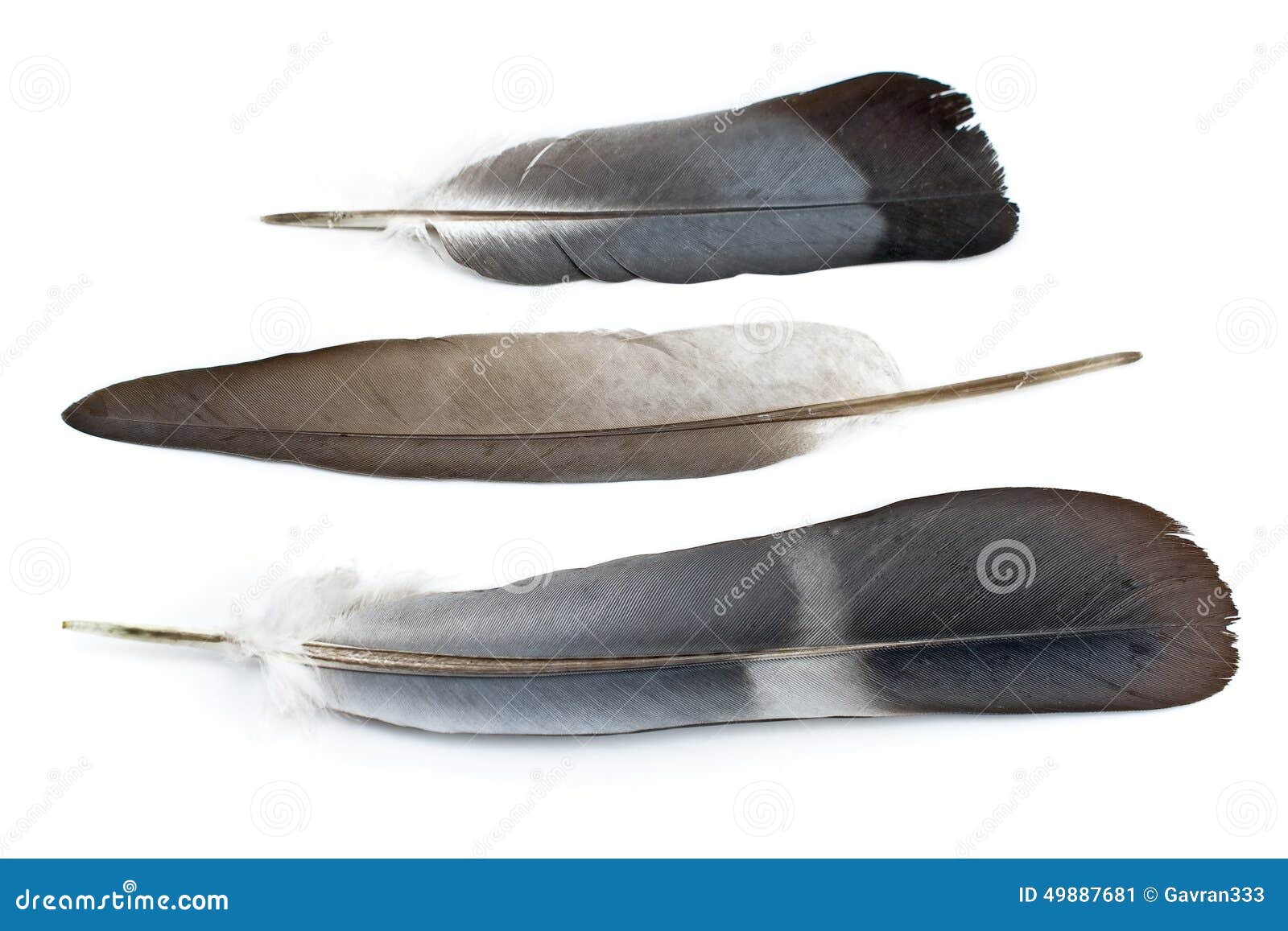 Three feathers stock image. Image of bird, flying, quill - 49887681