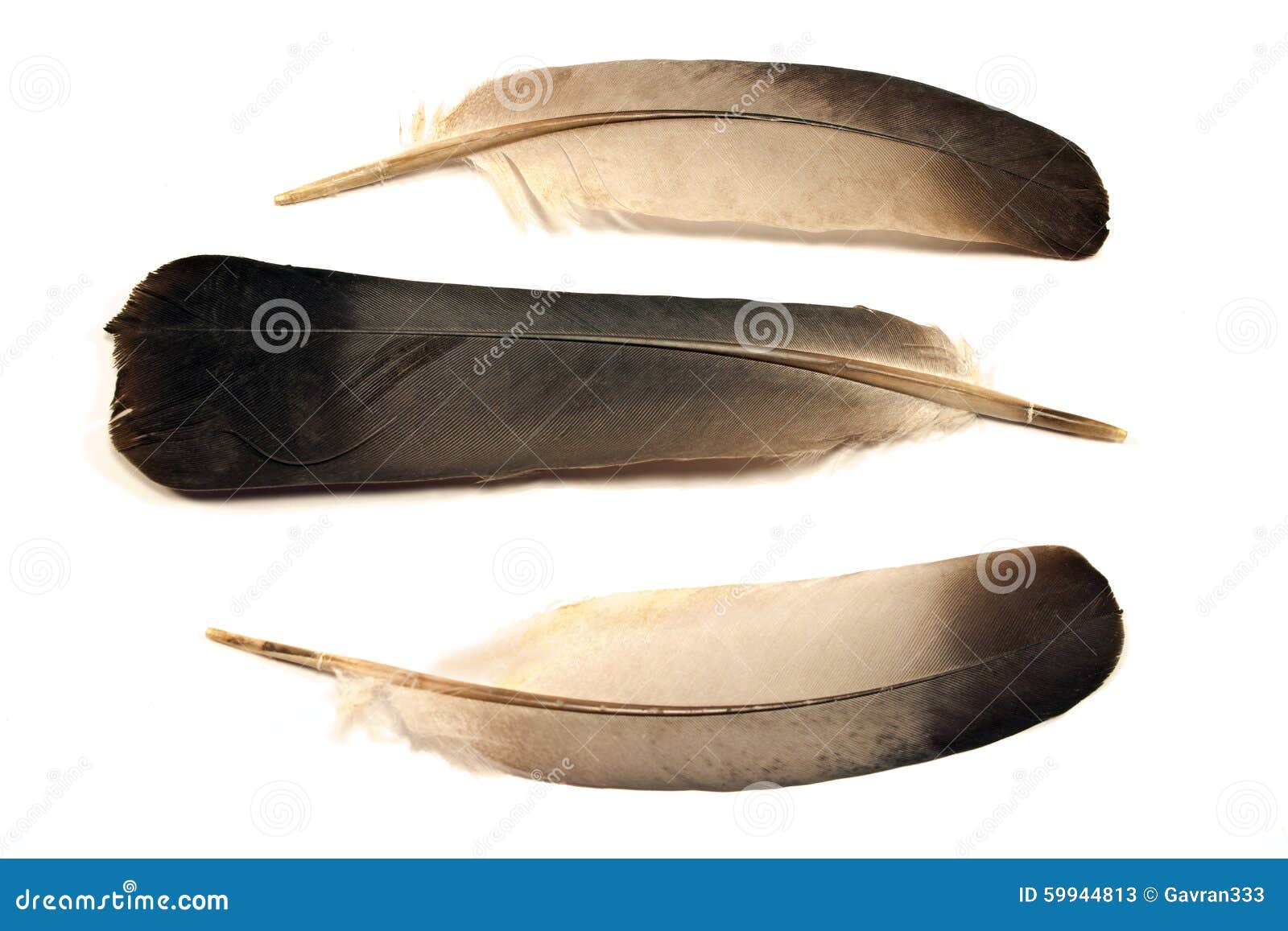 Three feathers stock image. Image of delicate, object - 59944813