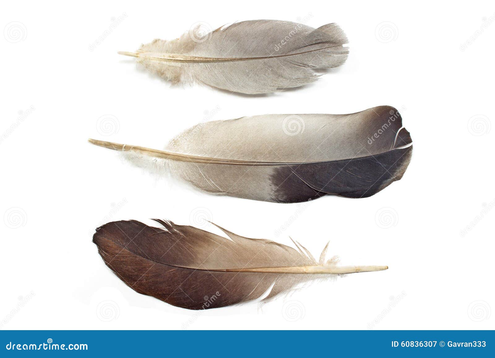 Three feathers stock image. Image of bright, three, concept - 60836307