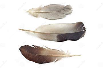 Three feathers stock image. Image of bright, three, concept - 60836307