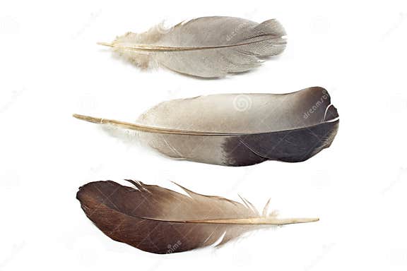 Three feathers stock image. Image of bright, three, concept - 60836307