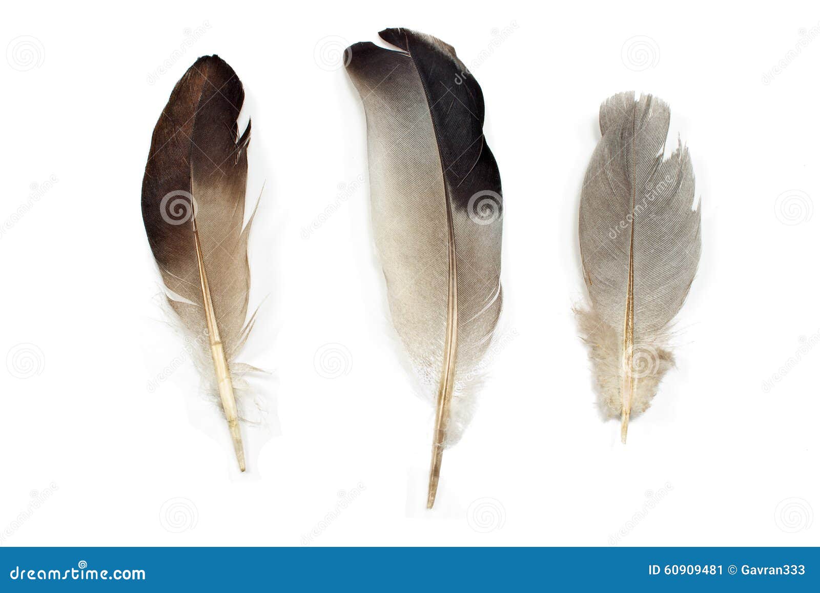 Three feathers stock image. Image of soft, pattern, black - 60909481