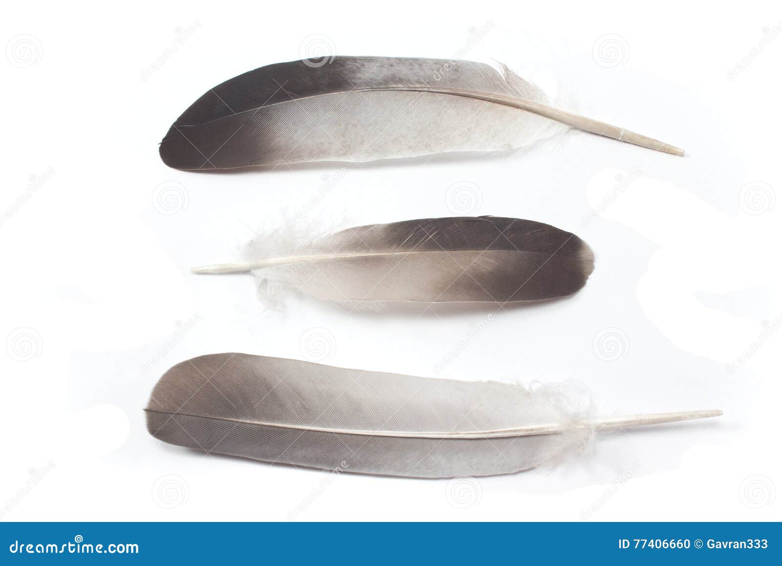 Three feathers stock photo. Image of wing, single, smooth - 77406660